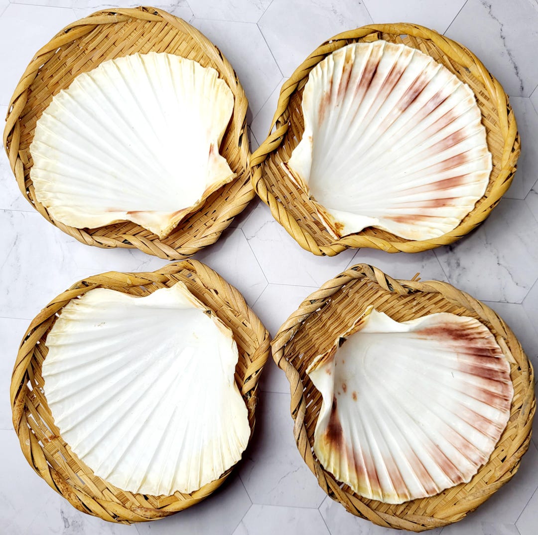 Vintage Scallop Shell With Wicker Shell-shaped Basket (lot of 4) - Etsy
