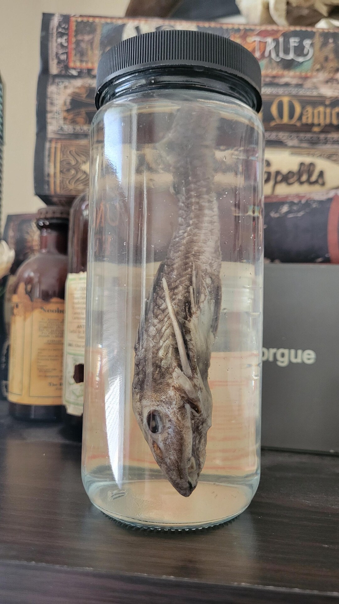 Brown Hoplo Fish - Etsy