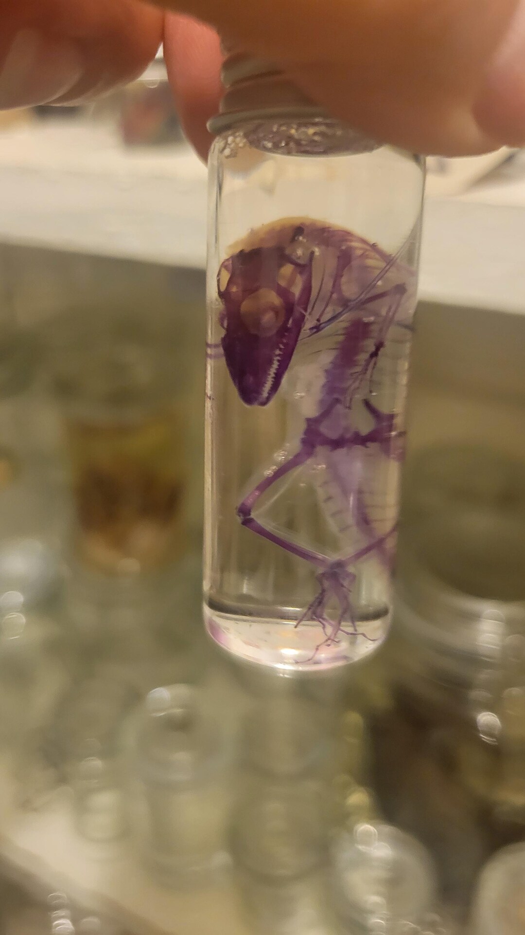 Diaphonized Lizard - Etsy