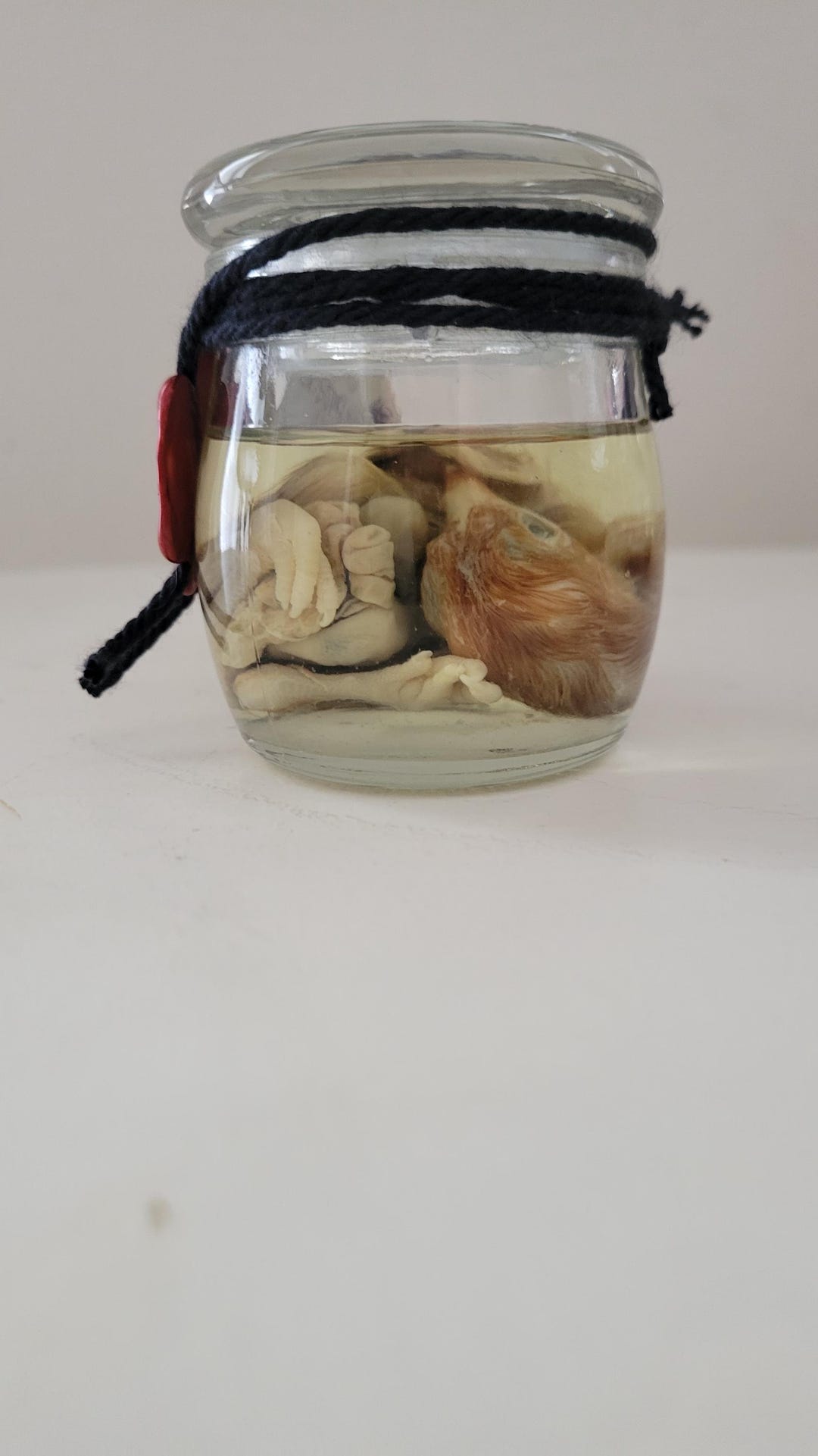 Deformed Fetal Chick - Etsy