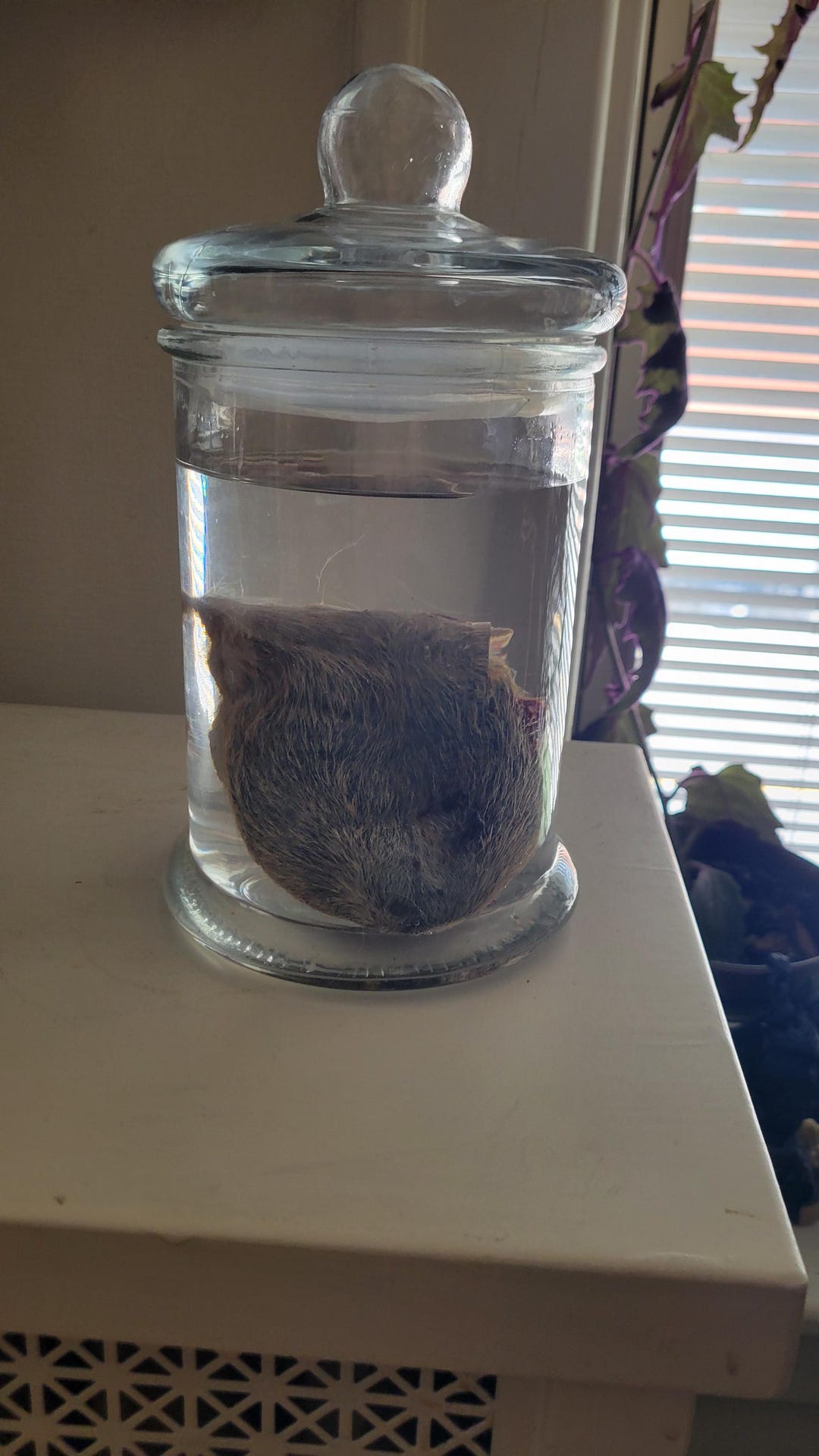 Rams Testicles - Etsy