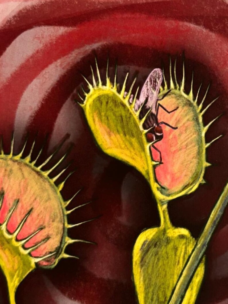 Eerie Venus Fly Trap: Fine Art Print - Etsy