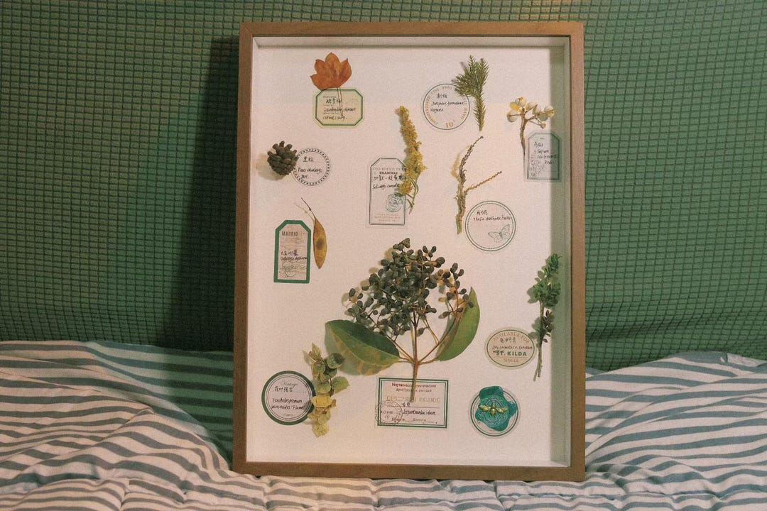 3D Mixed Framed Specimen Display, Herbarrium, Herbal Wall Art, Gift for ...