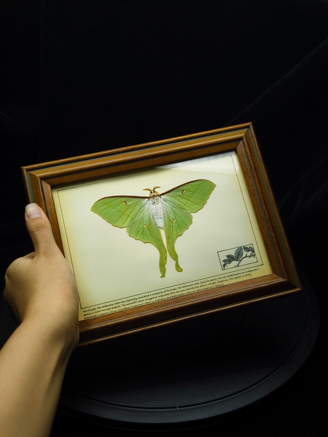 Real Long-tailed Saturn Moth Specimen,8" Vintage Wood & Glass Shadow ...