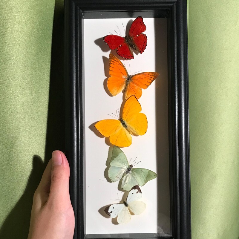 Butterfly Display - Etsy