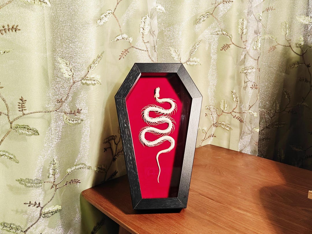 Real Big Snake Skeleton in 10-inch Black Coffin-shaped Frame - Etsy