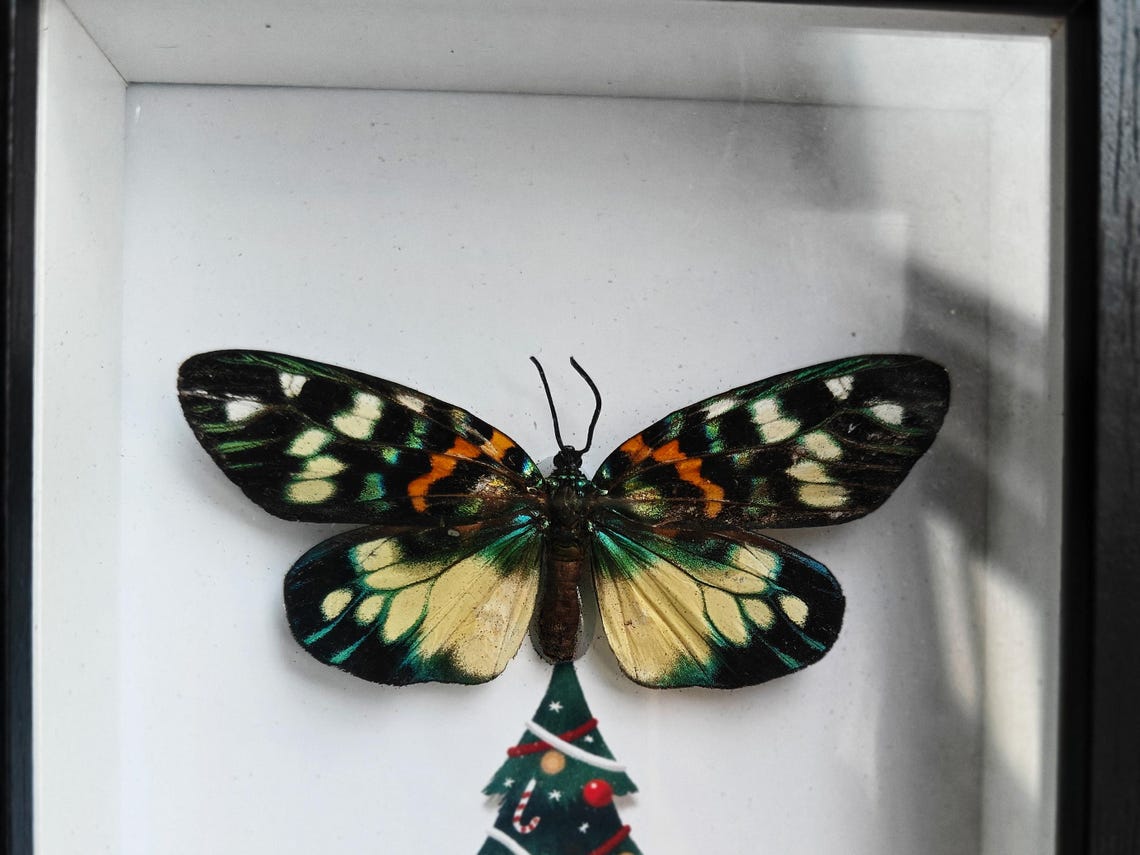 Real Brocade Moth With Christmas Tree in 6 Frame, Christmas Decor ...