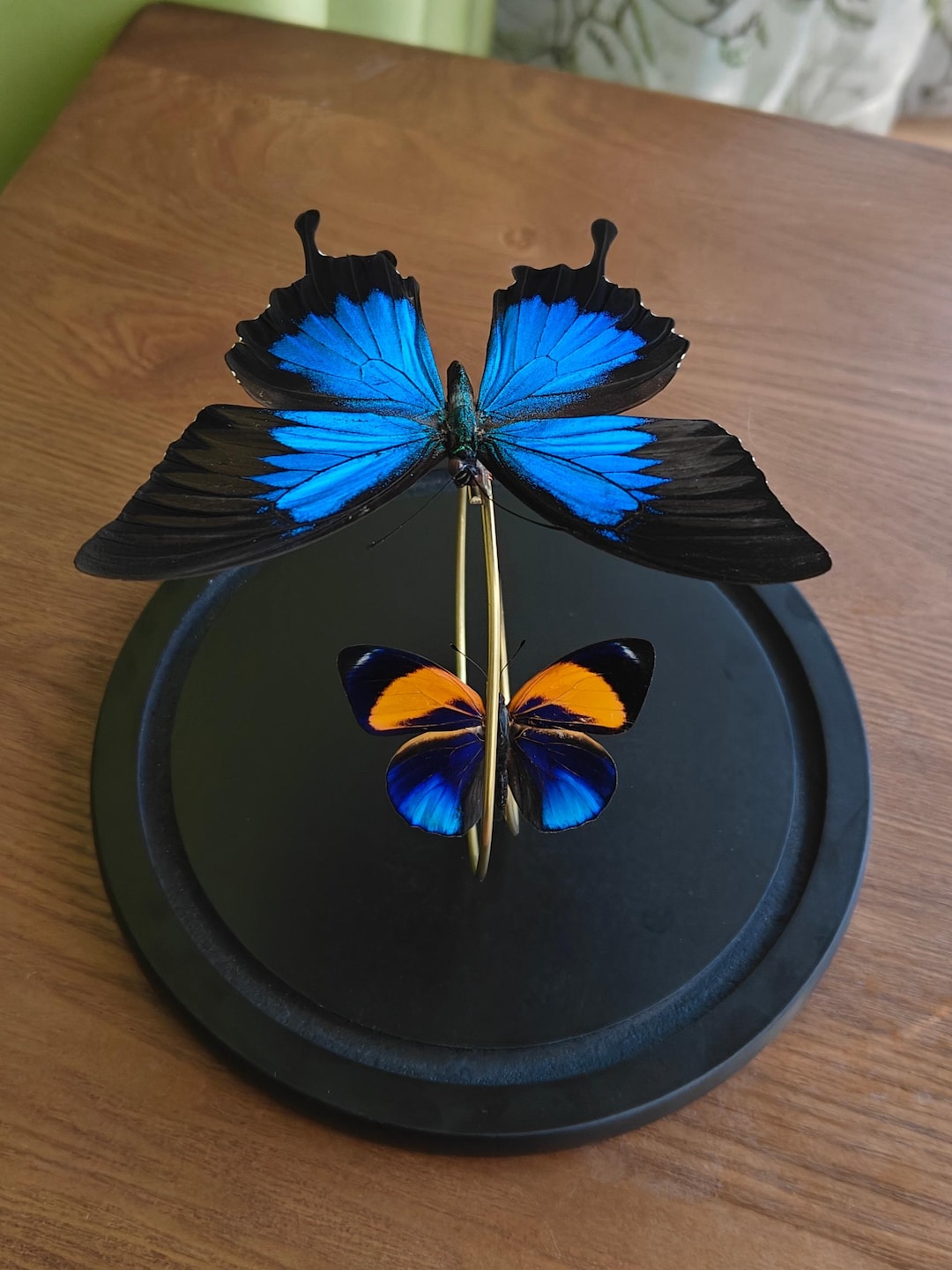 Glass - Encased Butterfly Specimens of Papilio Ulysses and Asterope ...