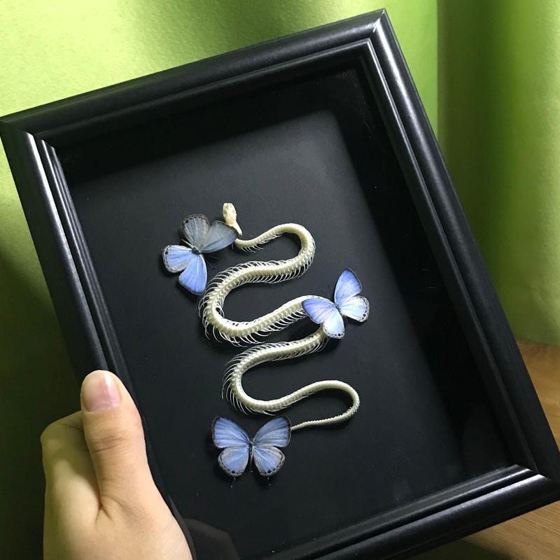 Two Headed Skeleton - Etsy