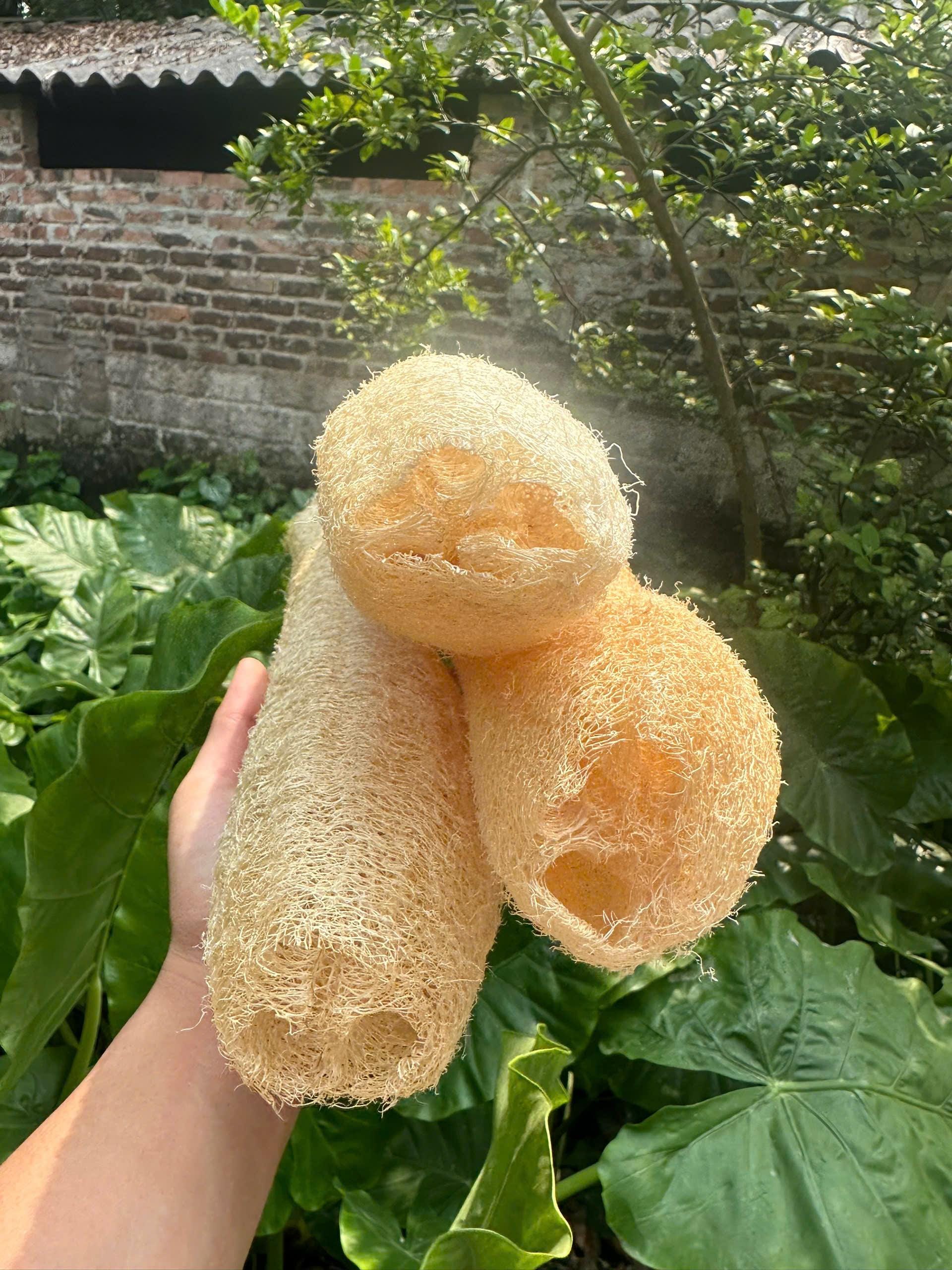 Natural Loofah, 100% Eco-friendly, Whole Loofah Sponge, Natural ...