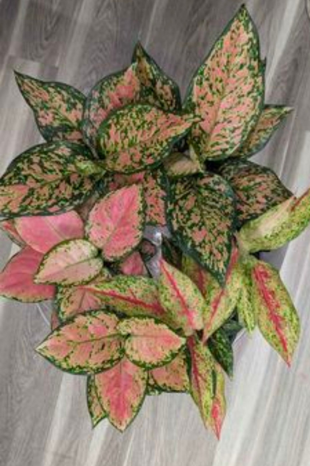 Pink Aglaonema Chinese Evergreens - Etsy