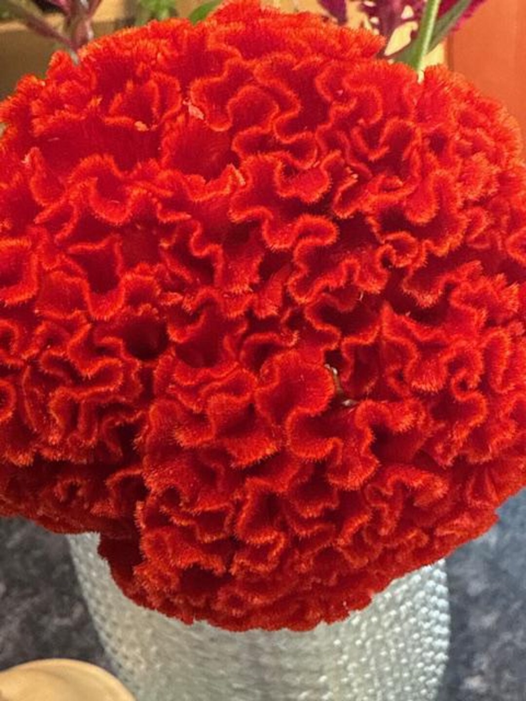 Celosia Tall Persimmon Red OP 25 Seeds - Etsy