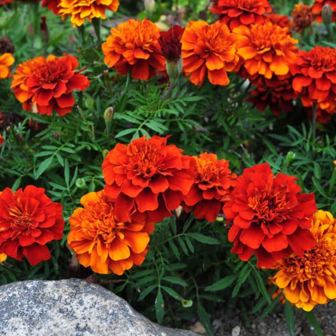 Marigold Fireball (OP) 25 Seeds - Etsy