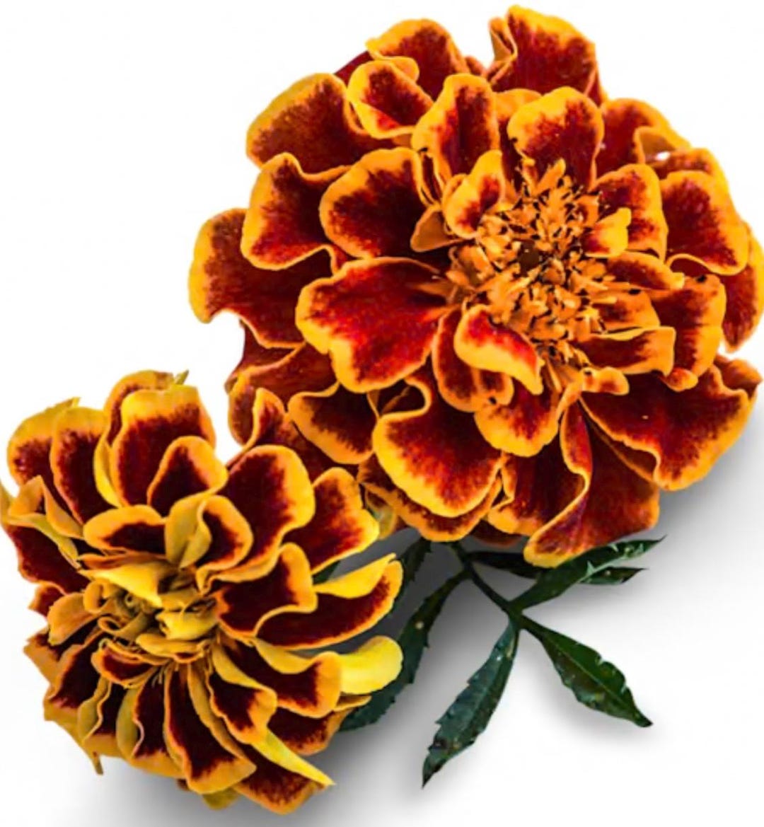 Colossus Red Gold Marigold Seeds - Etsy