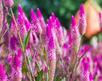 Celosia Flamingo Pink Annual Flower Seed 30 Seeds - Etsy