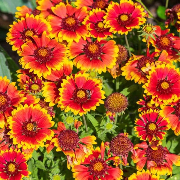Indian Blanket Flower - Etsy