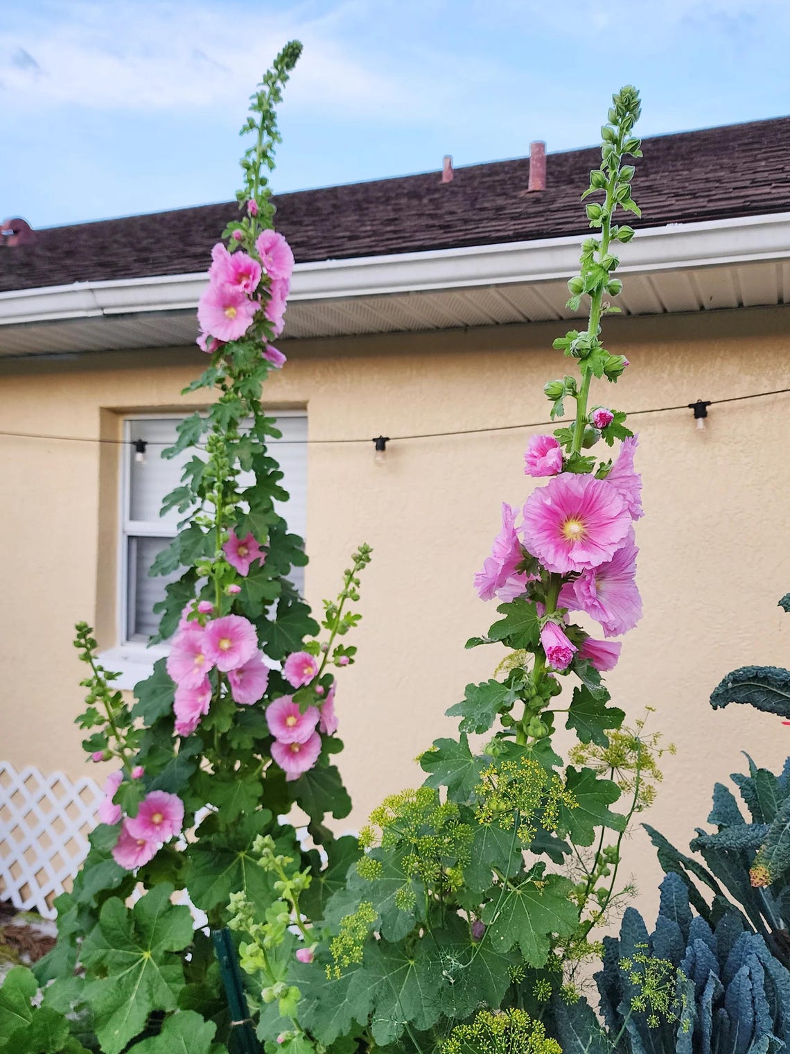 Hollyhock Spring Seed Mix - Etsy