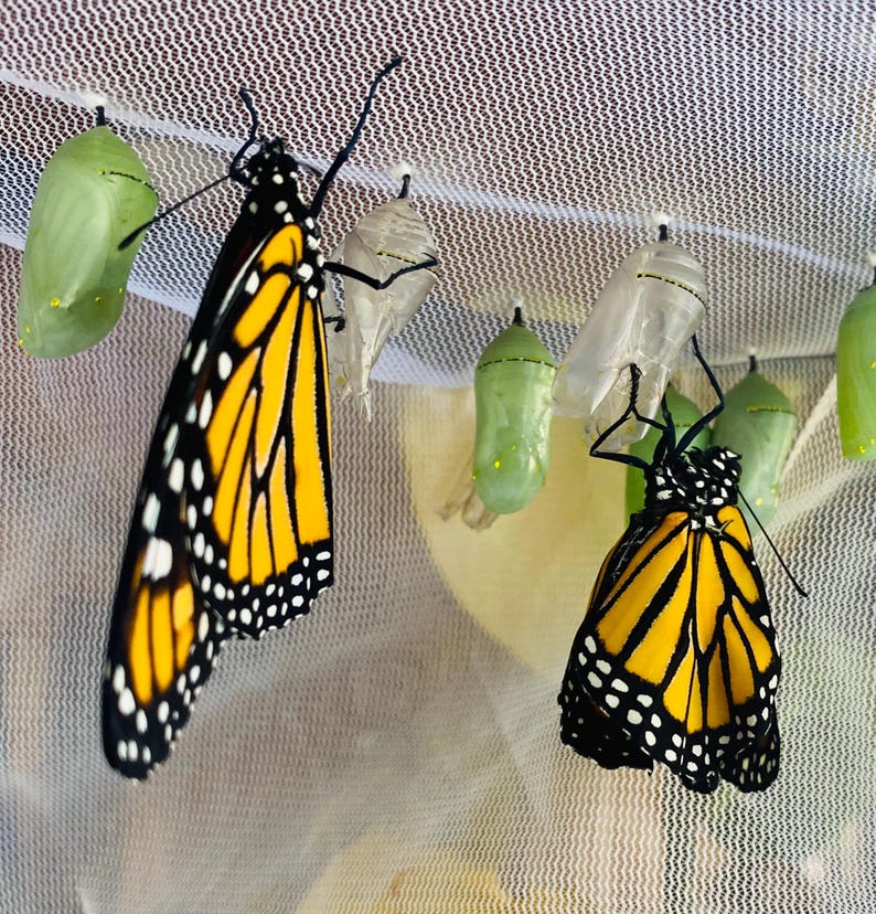 Common Milkweed Seeds to Make Your Own Monarch Habitat in Your Garden ...