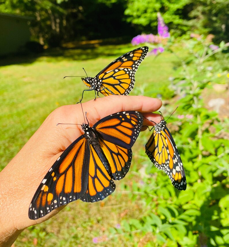 Common Milkweed Seeds to Make Your Own Monarch Habitat in Your Garden ...