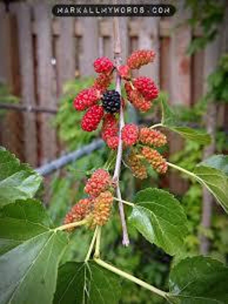 Mulberry Tree, Red (10 Cuttings) - Etsy
