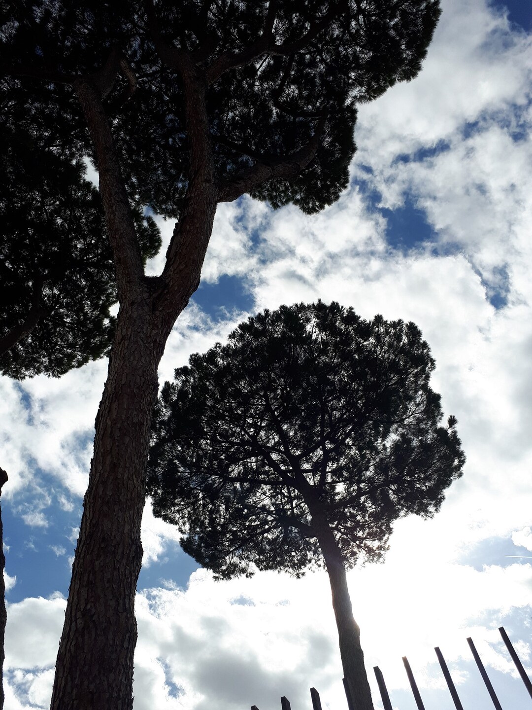Beautiful Rome Tree Art Print - Nature Lovers, Italian Landscape Decor ...