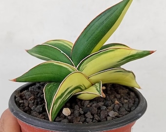 3" Sansevieria Samurai Dwarf Live Plant, Samurai Snake Plant ...