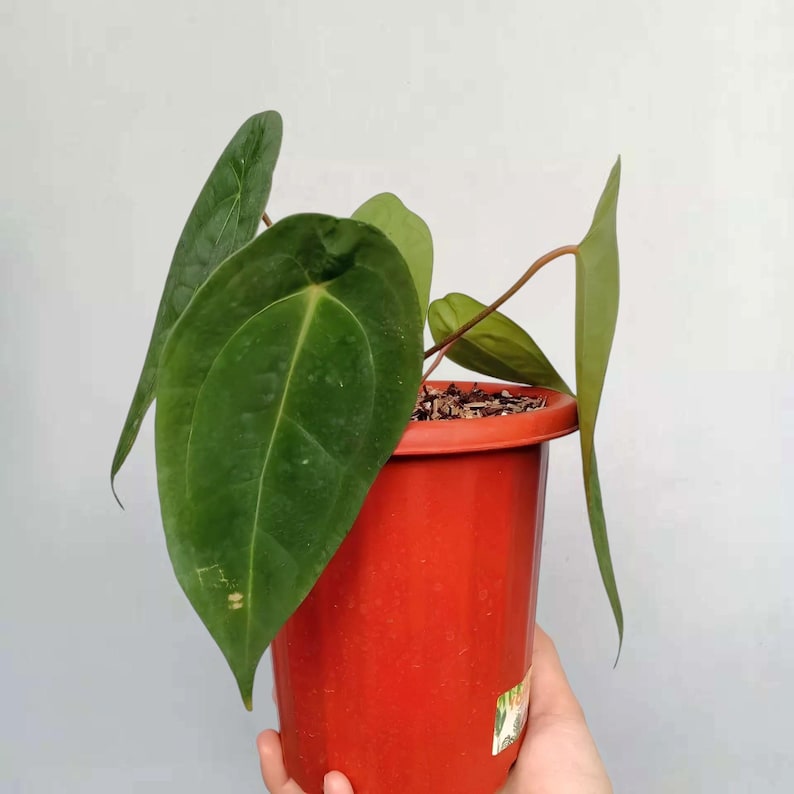 Anthurium Velvet Forgetti X Papillaminum Rare Exotic Ornamental Plant ...