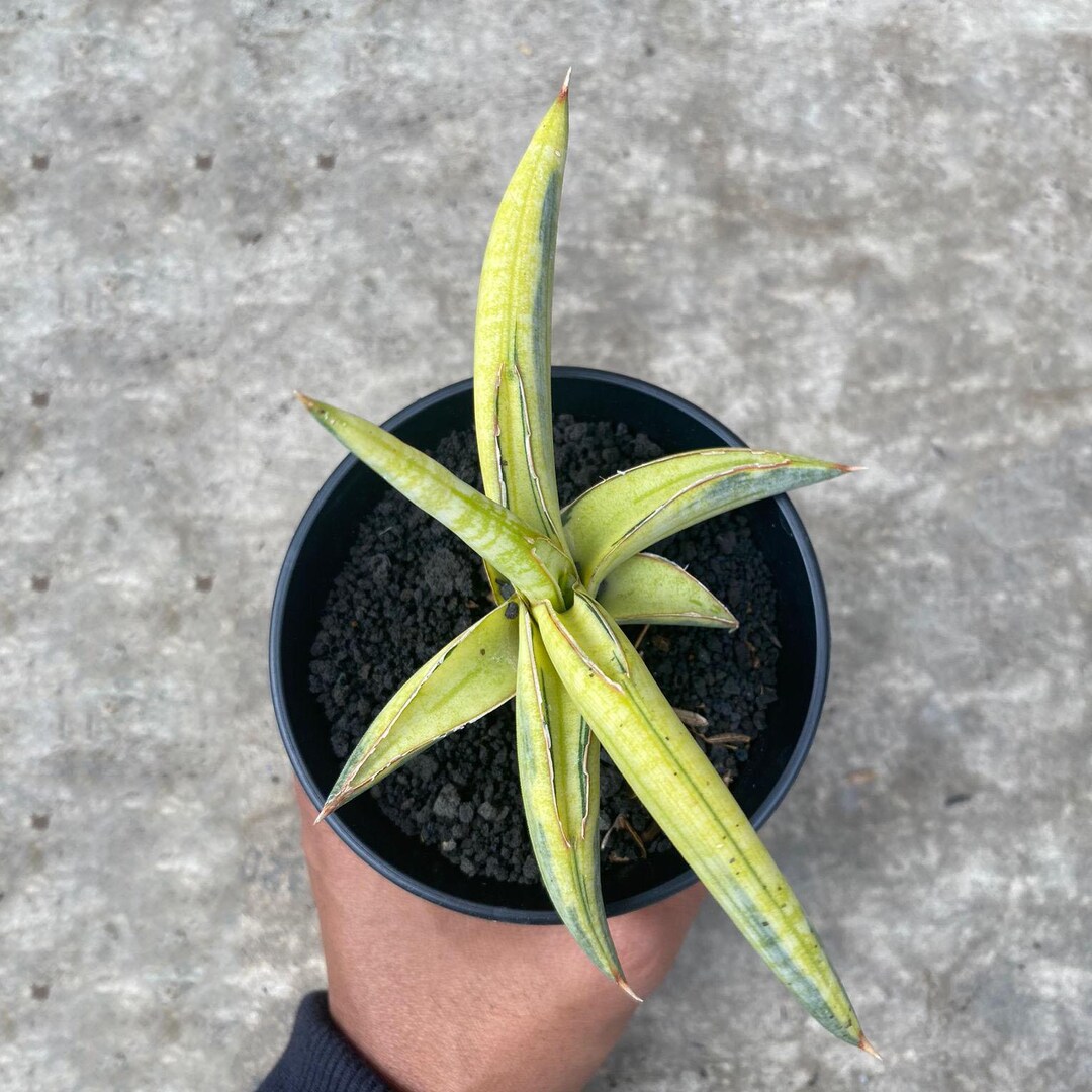 Sansevieria Blue Clone Aurea Yellow Variegated Rare Exotic Snake Plant ...