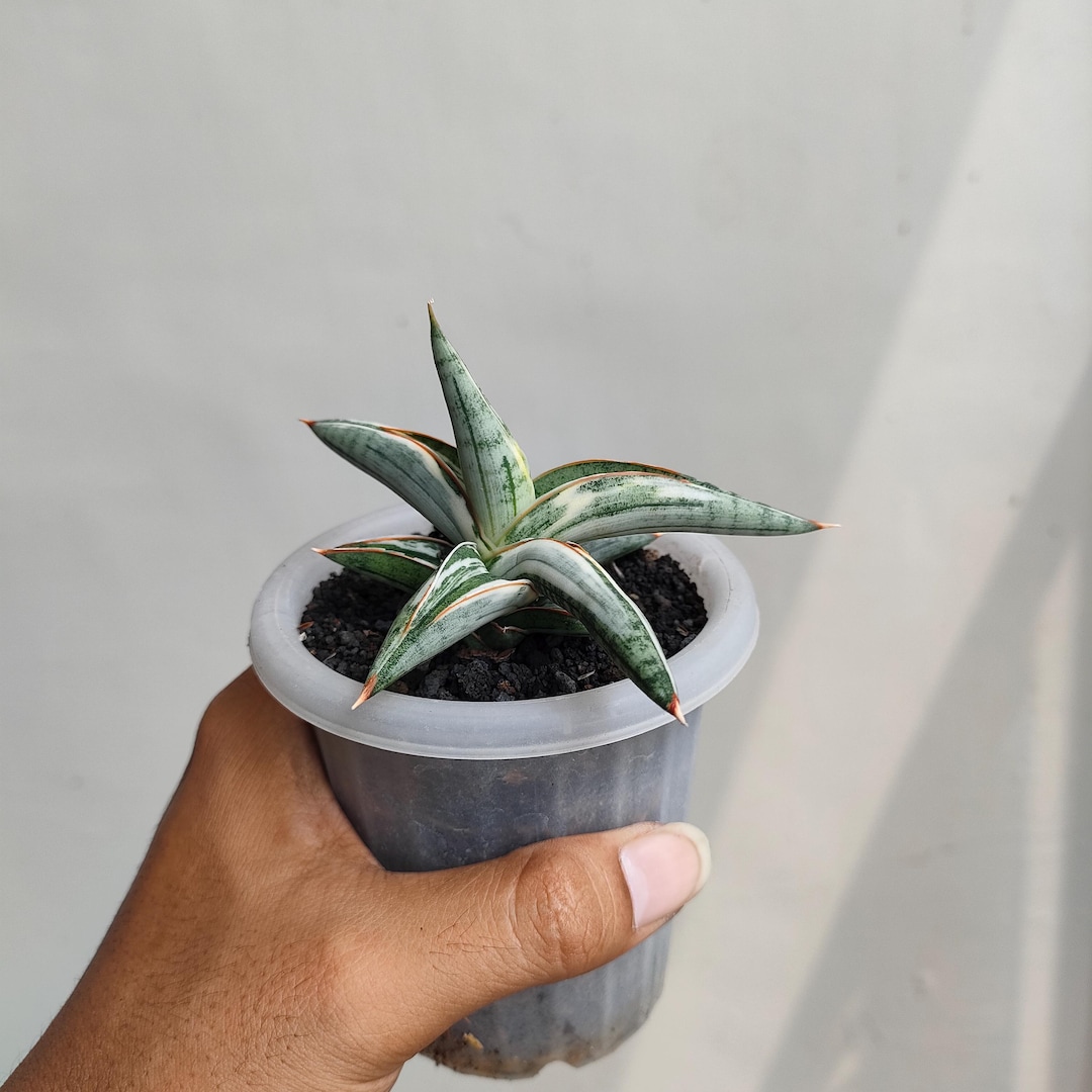 Sansevieria Blue Clone Variegated Rare Exotic Snake Plant - Etsy