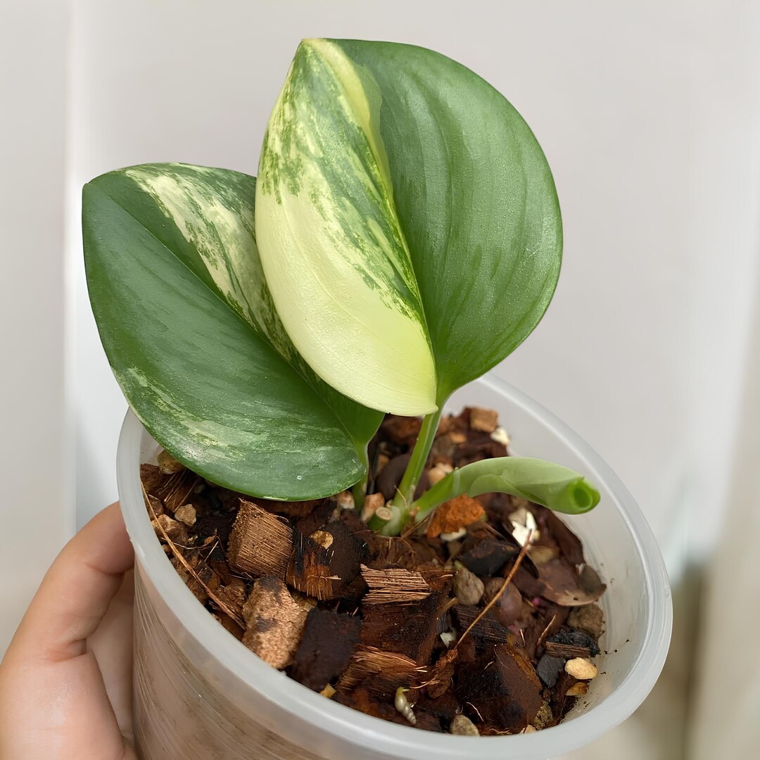 Scindapsus Rubicon Variegated Rare Exotic Ornamental Plant - Etsy Australia