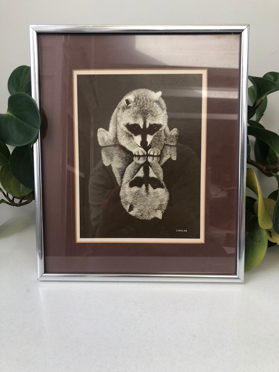 Vintage Framed Chaplan Lithograph of Raccoon Reflection - Etsy