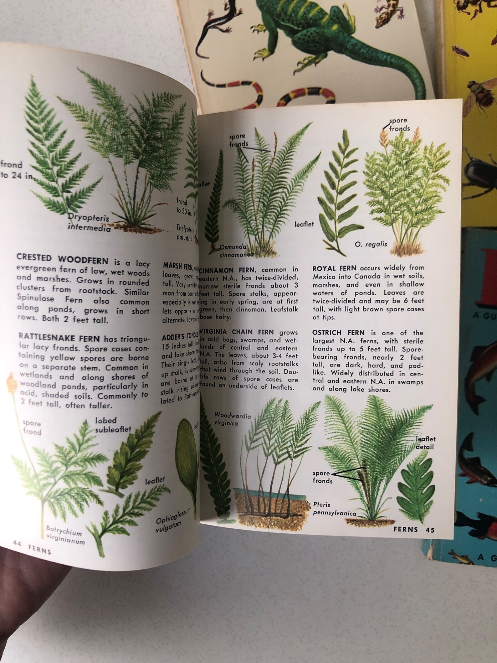 Choose Your Vintage Golden Nature Guide - Etsy