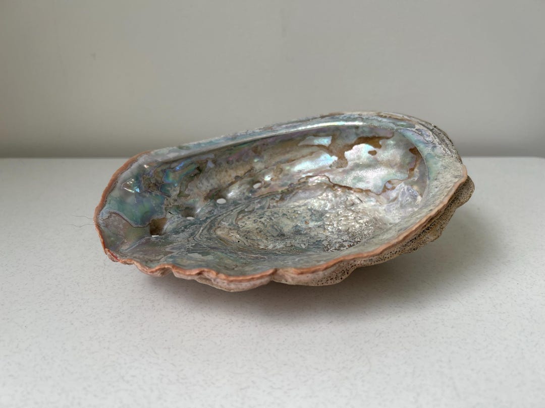 Large Vintage Abalone Shell Bowl - Etsy