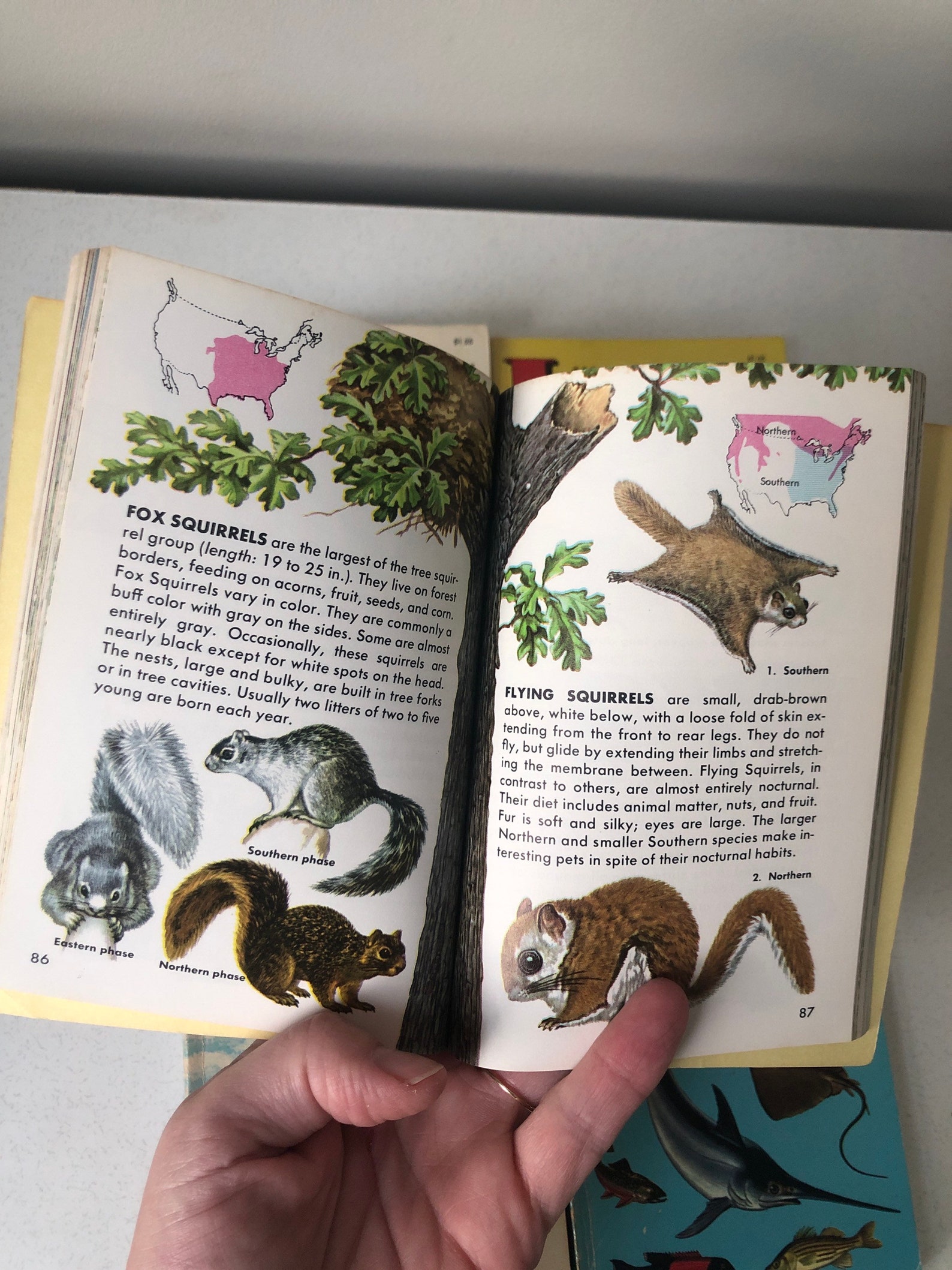 Choose Your Vintage Golden Nature Guide - Etsy