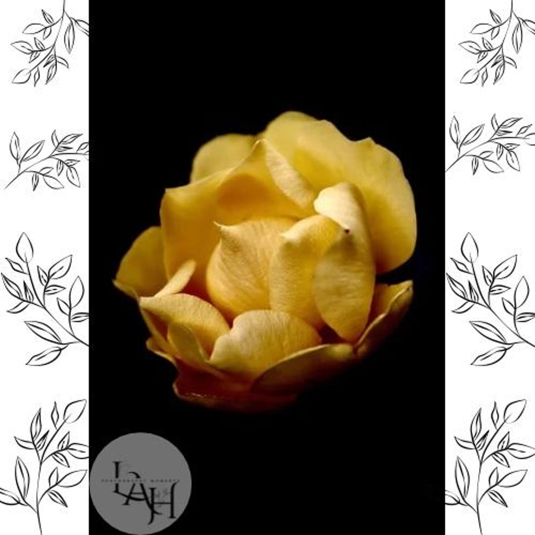 Yellow Rose, Portrait Photography, Wall Art - Etsy