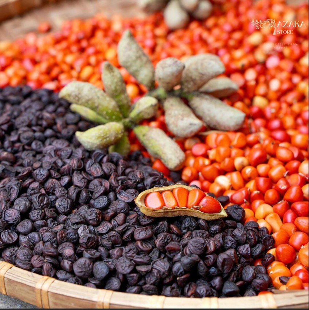 Wild Guava Seeds in Northwest Vietnam Mountain and Forest Spices Mild ...