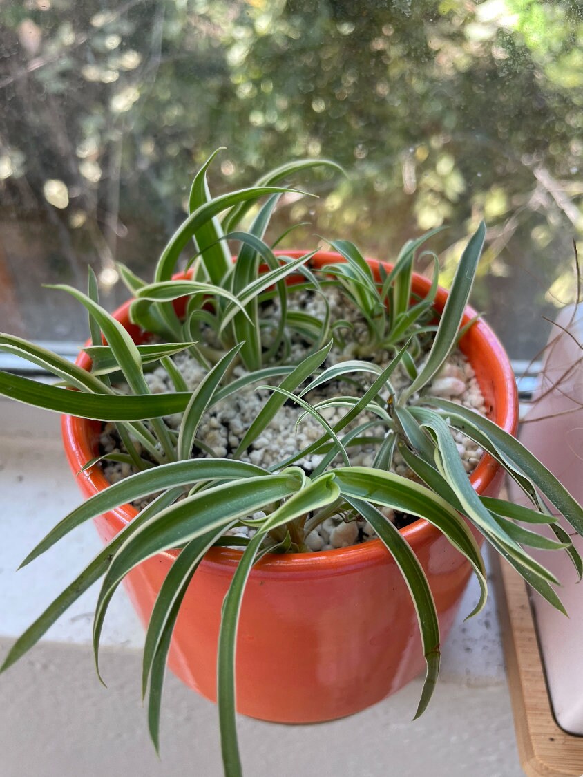Miniature Spider Plant - Etsy