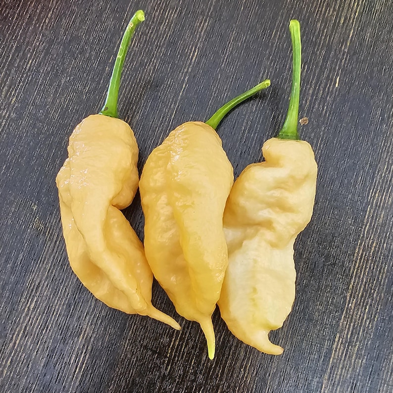 Peach Brain Collapse Pepper Seeds - 10 Pack + Bonus Mystery Seeds - Etsy