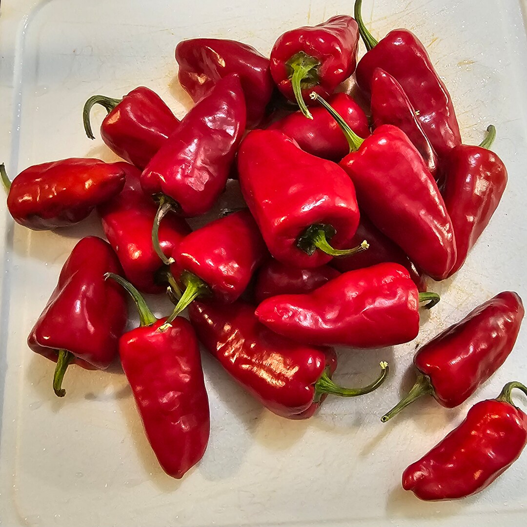 Hybrid Jalapeno Pepper Seeds (10 Pack) + Bonus Seeds - Etsy