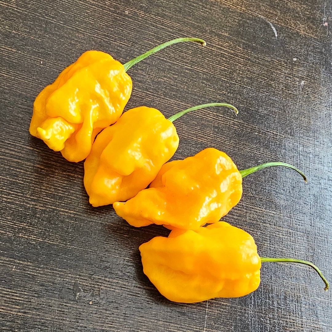 Big Yellow Mama Pepper Seeds (10 Pack) Super Hot - Etsy