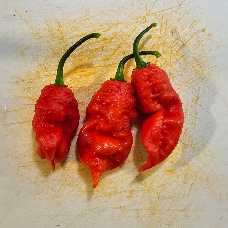 Rare Pepper Seeds - Etsy