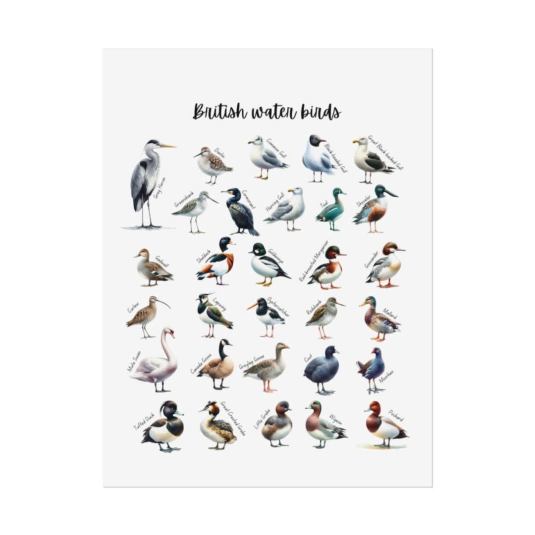 Illustrated Poster of British Water Birds Hand-drawn Watercolor ...
