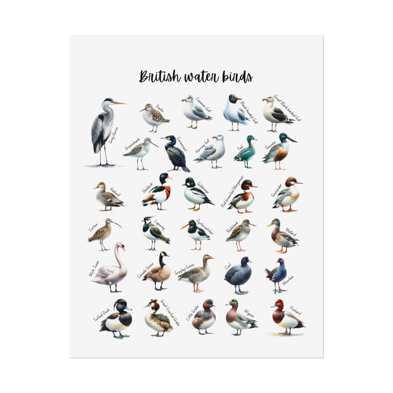 Illustrated Poster of British Water Birds Hand-drawn Watercolor ...