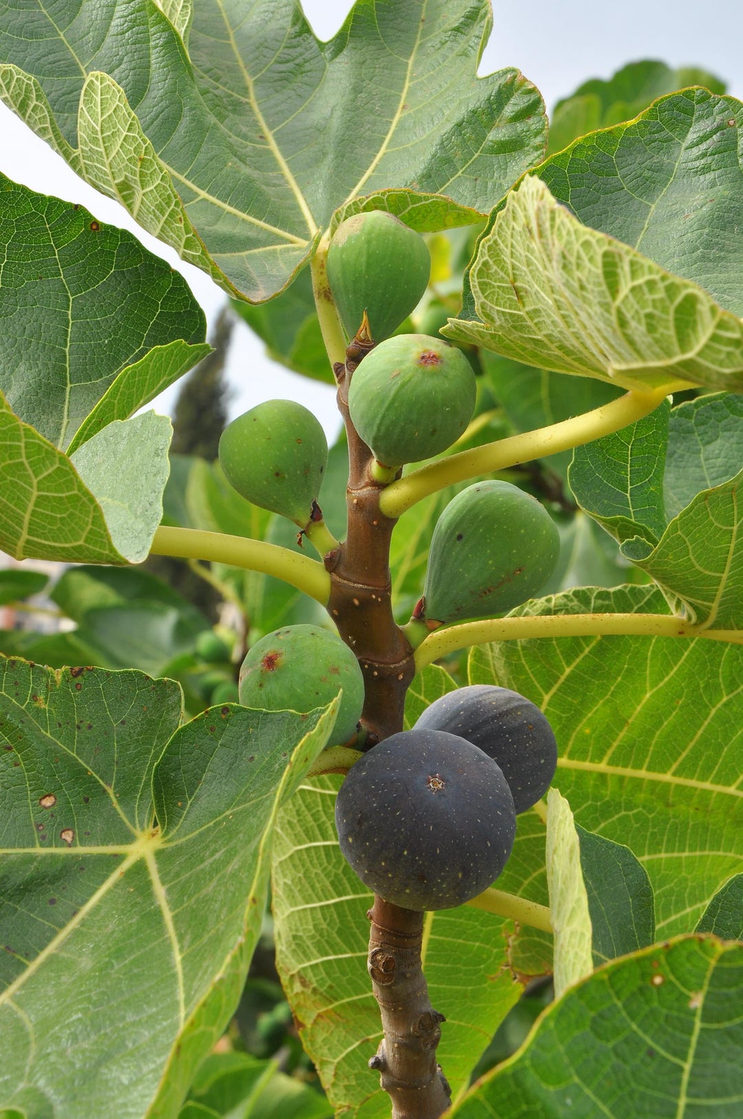 Árbol de higo vivo de color marrón en maceta C4/4L. Planta de higo ...