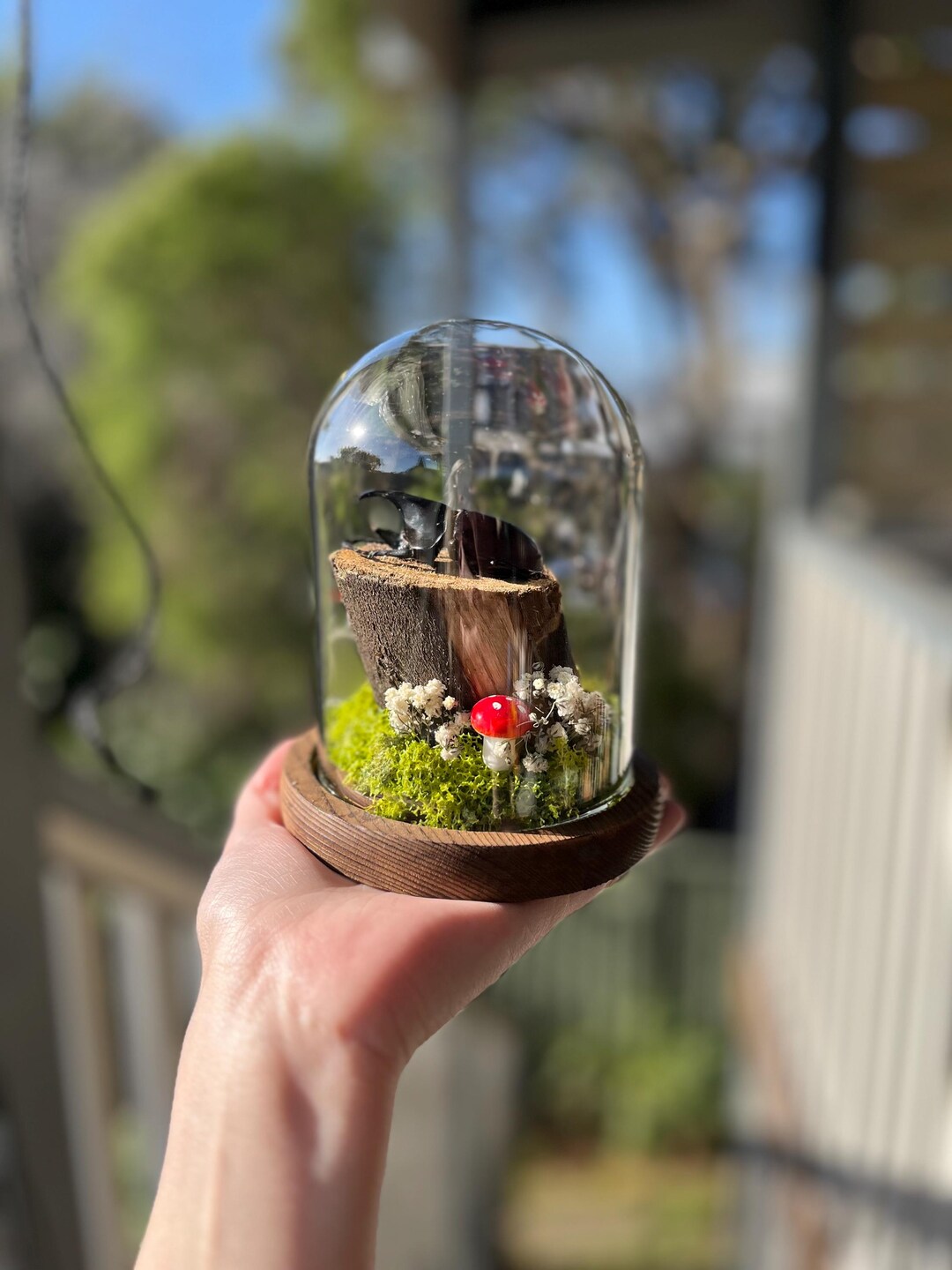 Real Dead Insect Beetle Glass Dome Jar Cloche Home Decor Display Gothic ...