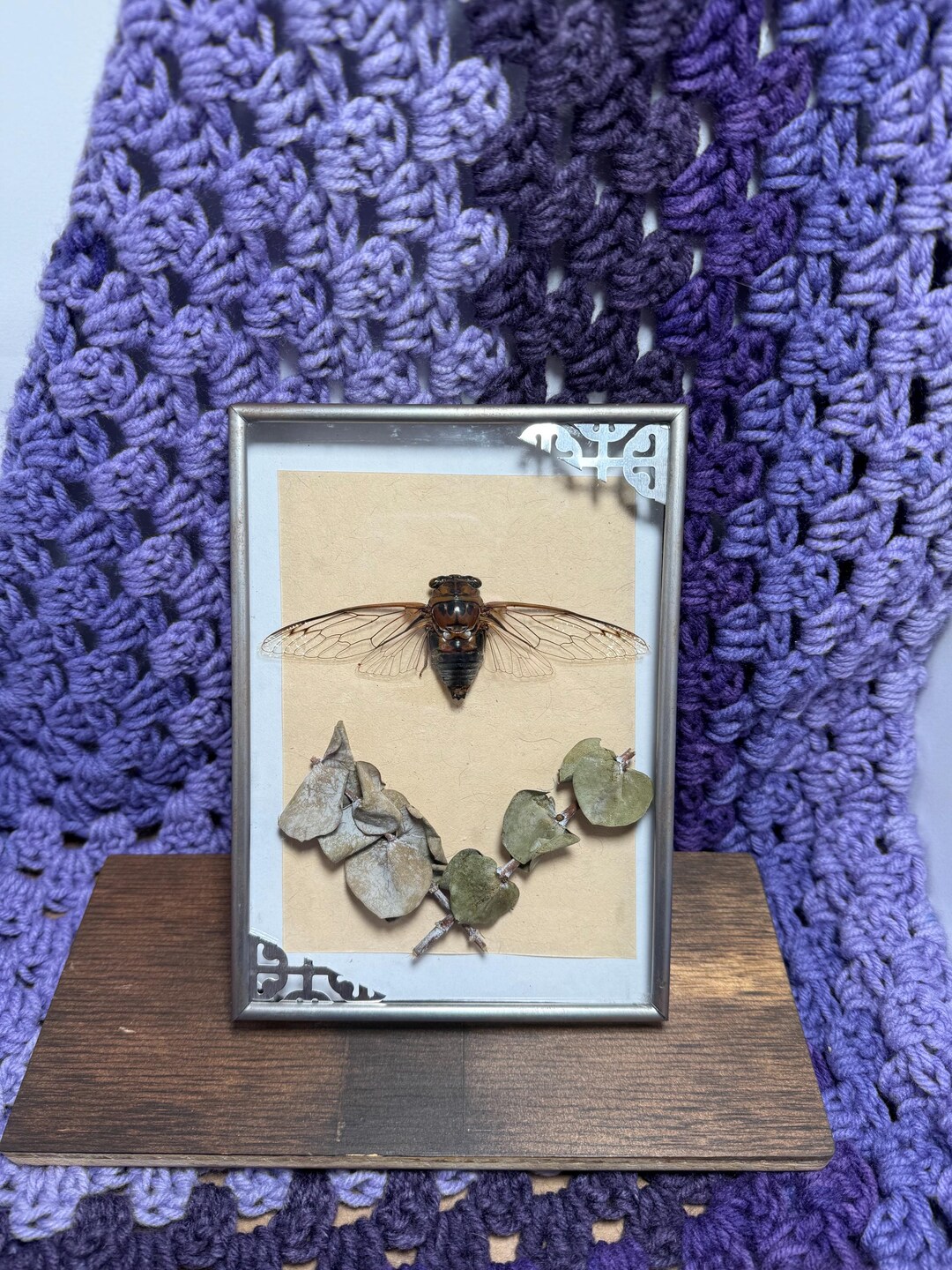 Cicada and Eucalyptus Shadow Box - Etsy