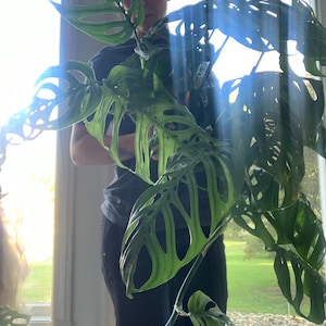 Monstera Esqueleto Cutting – Rare Skeleton Monstera – Tropical Aroid ...