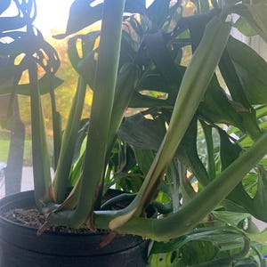 Monstera Esqueleto Cutting – Rare Skeleton Monstera – Tropical Aroid ...