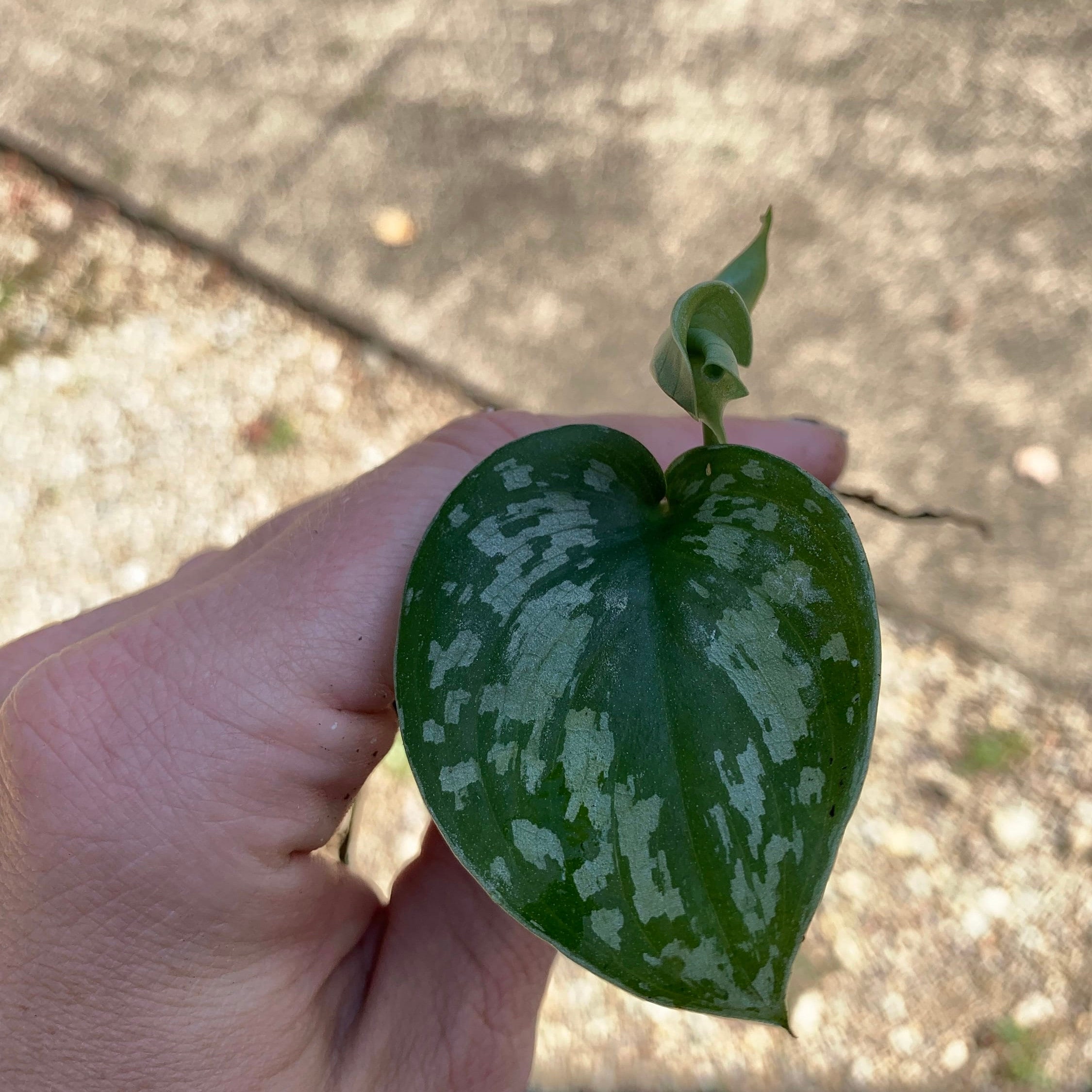 Scindapsus Pictus ‘silver Satin Pothos. Climbing Easy to Grow Beauty ...