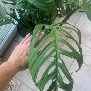 Monstera Esqueleto Cutting – Rare Skeleton Monstera – Tropical Aroid ...